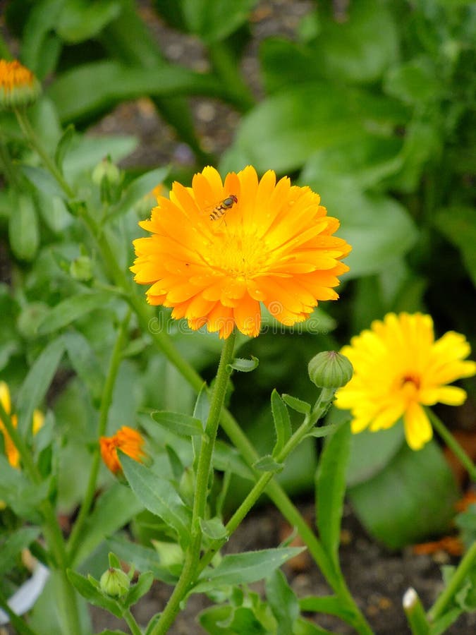 Marigold flower stock image. Image of vibrant, hoverfly - 120217407
