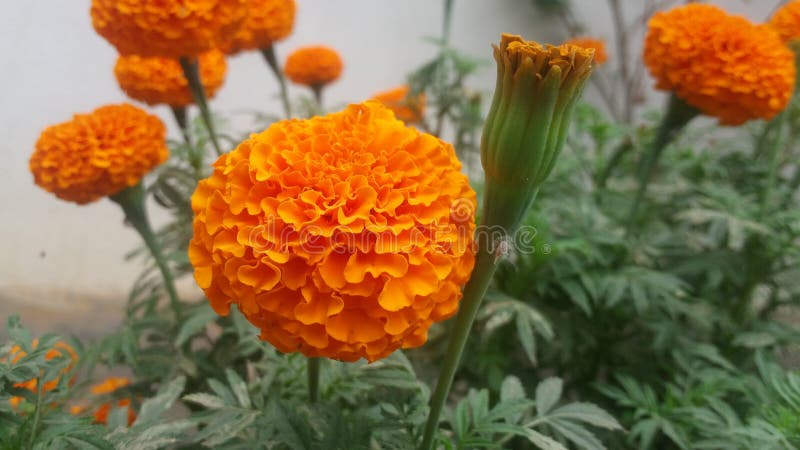 Marigold flower stock image. Image of small, flower, marigold - 90485459