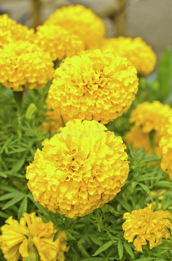 Marigold flower stock image. Image of season, meadow - 31755999