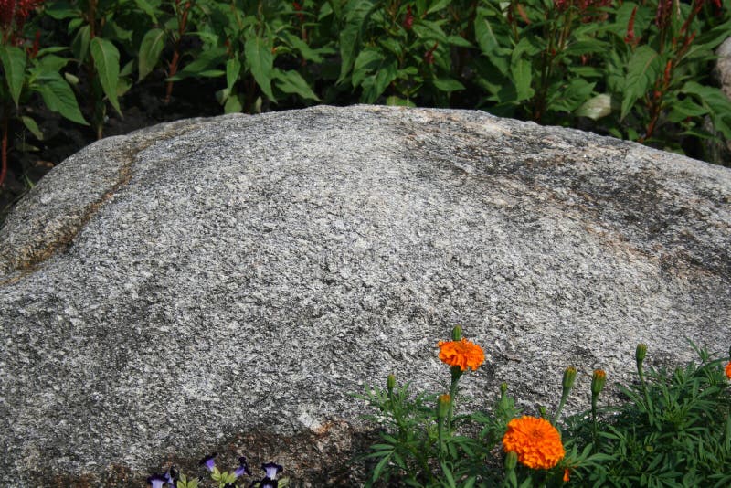 Marigold flower with stone stock image. Image of plant - 82261757