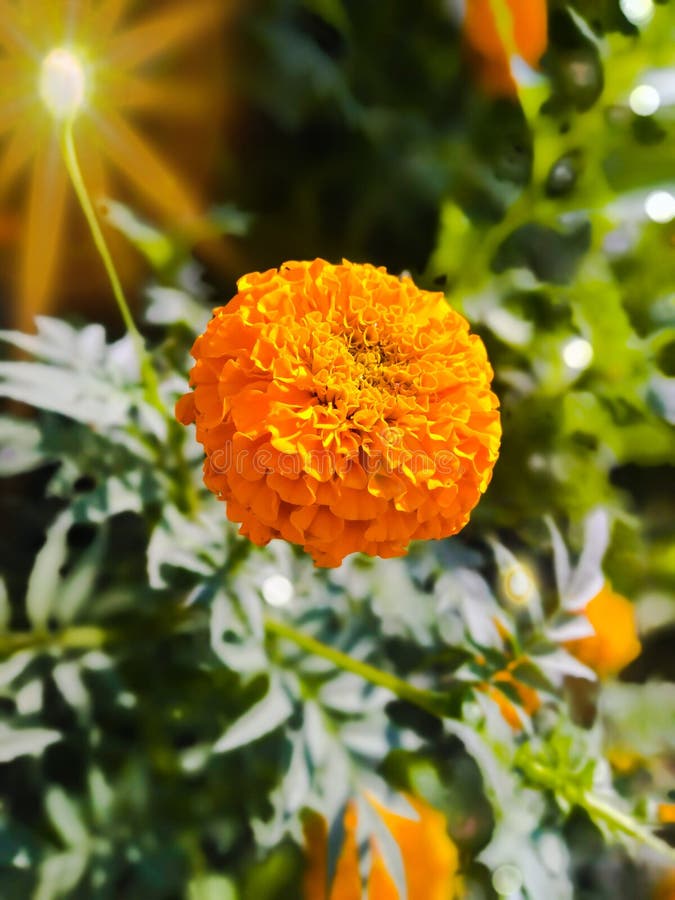 Marigold Flower Sunlight Effect Plant Stock Image - Image of marigold ...
