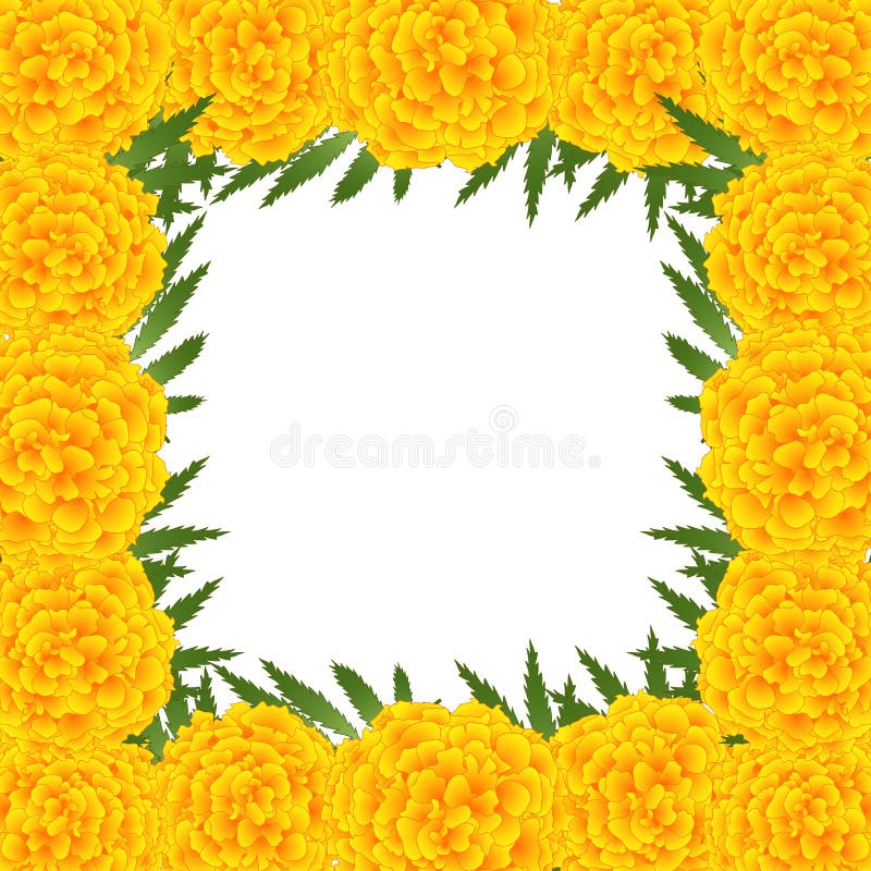 Marigold Flower - Tagetes Border Isolated on White Background. Vector ...