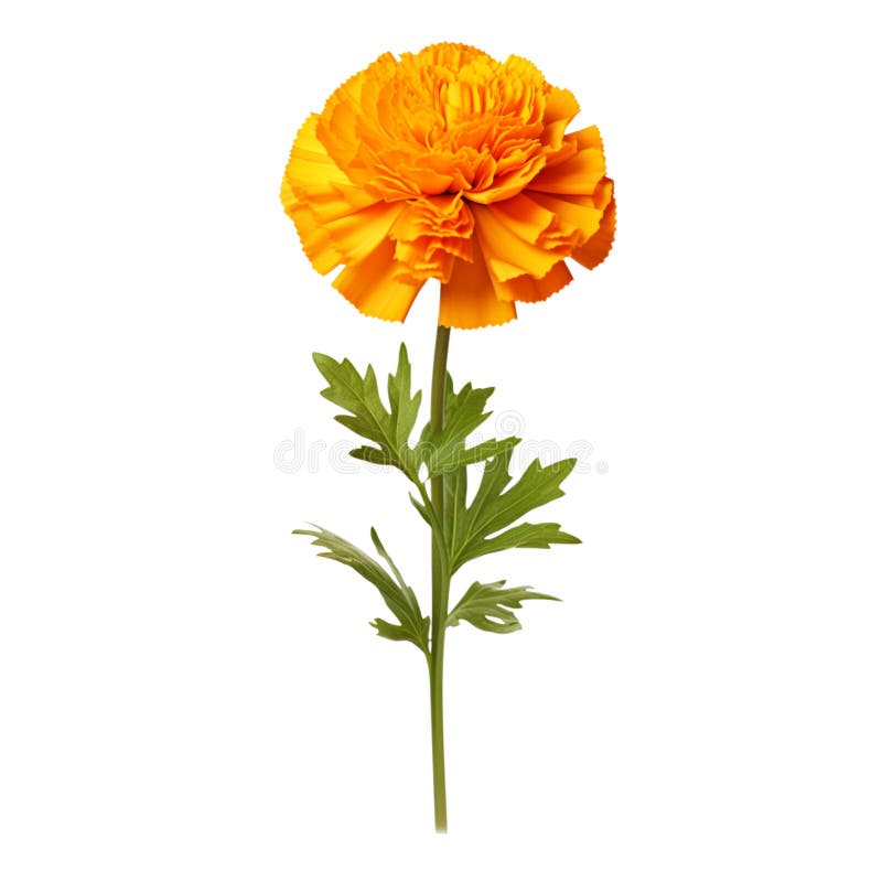 Marigold Flower Transparent Background Stock Illustrations – 321 ...