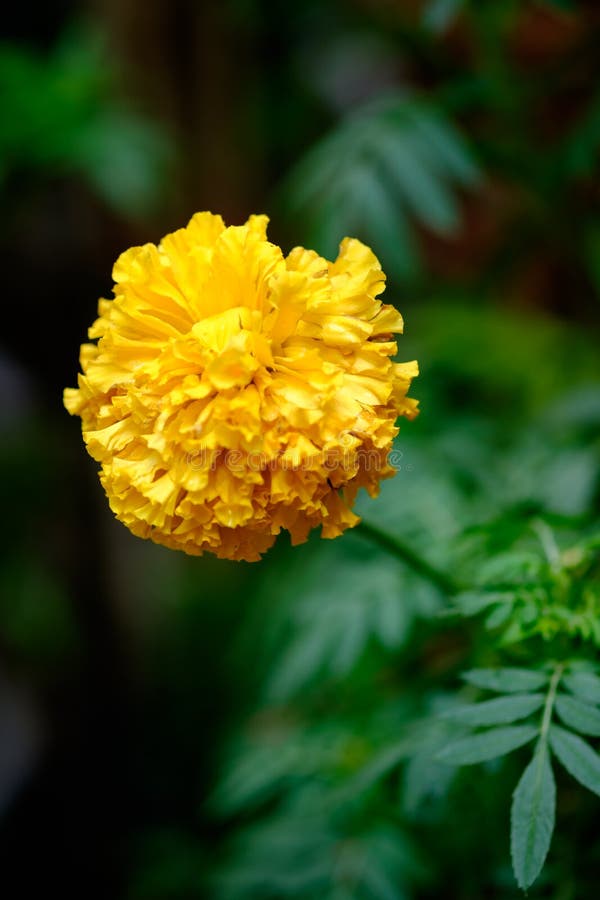Marigold Flower on the Tree Stock Photo - Image of marigold, forest ...