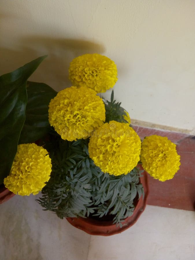 Marigold stock photo. Image of marigold, flower, tree - 133462264