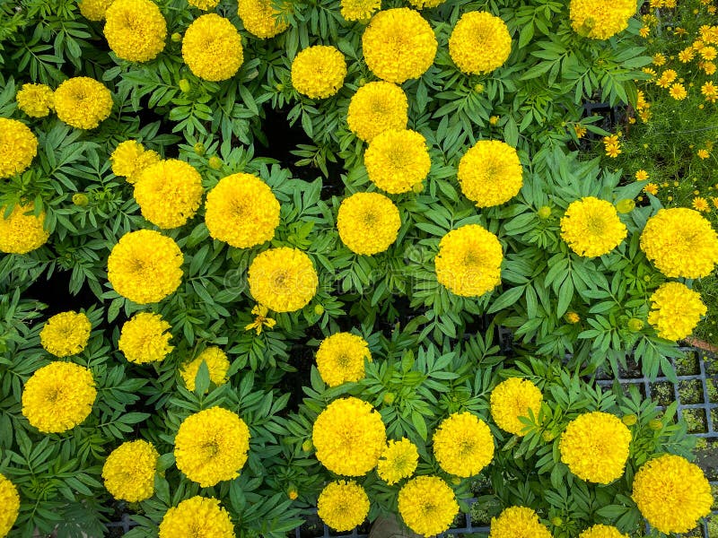 Marigold Flower in the Tree Market Stock Photo - Image of autumn ...
