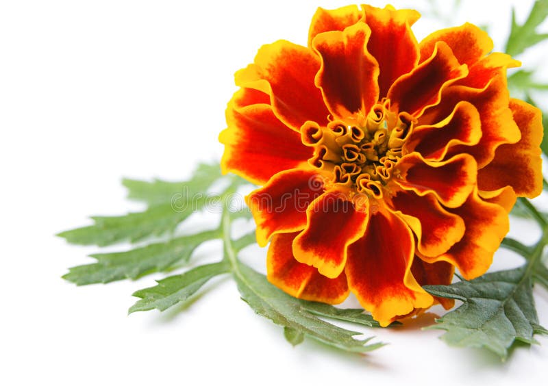 5,850 Marigold Pollen Stock Photos - Free & Royalty-Free Stock Photos ...