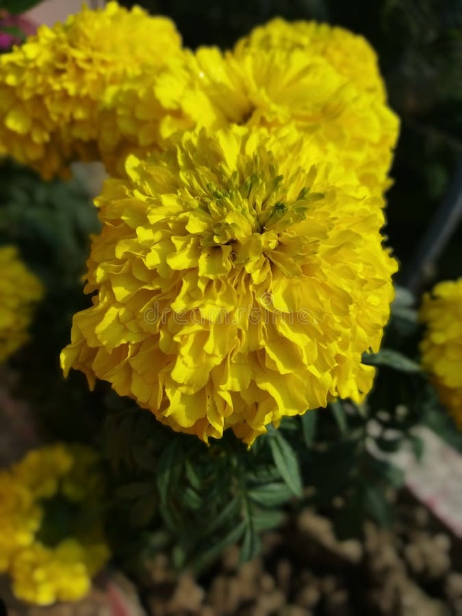 Marigold flower stock image. Image of garden, flower - 267119935