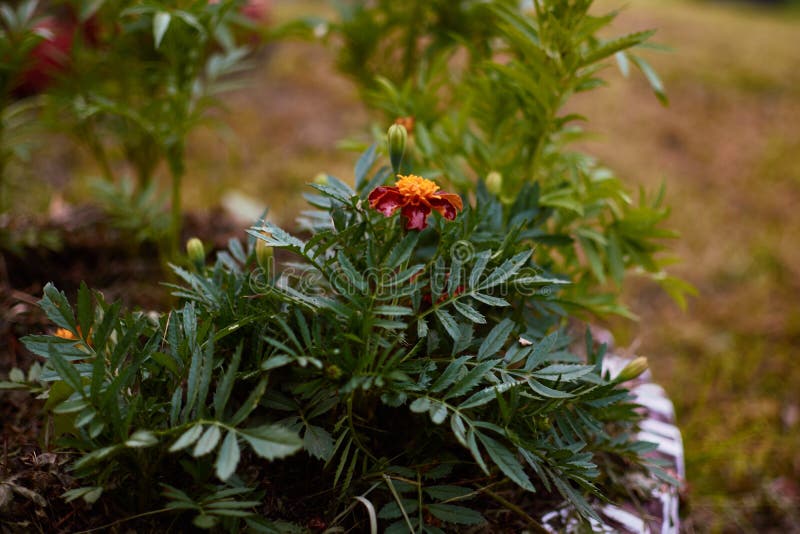 Marigold stock image. Image of closeup, plant, park - 100626653