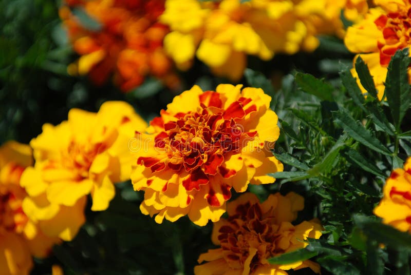 Orange flowers stock photo. Image of garden, orange, flowers - 4783708