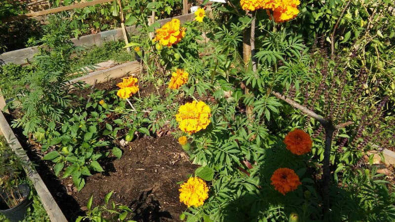 Marigold flowers bed stock photo. Image of flowers, marigold - 198254662