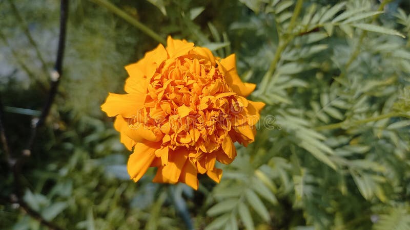 Marigold Flowers Bloom Very Beautifully Stock Photo - Image of yellow ...