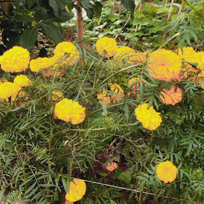 Sayapatri Ful Stock Photos - Free & Royalty-Free Stock Photos from ...