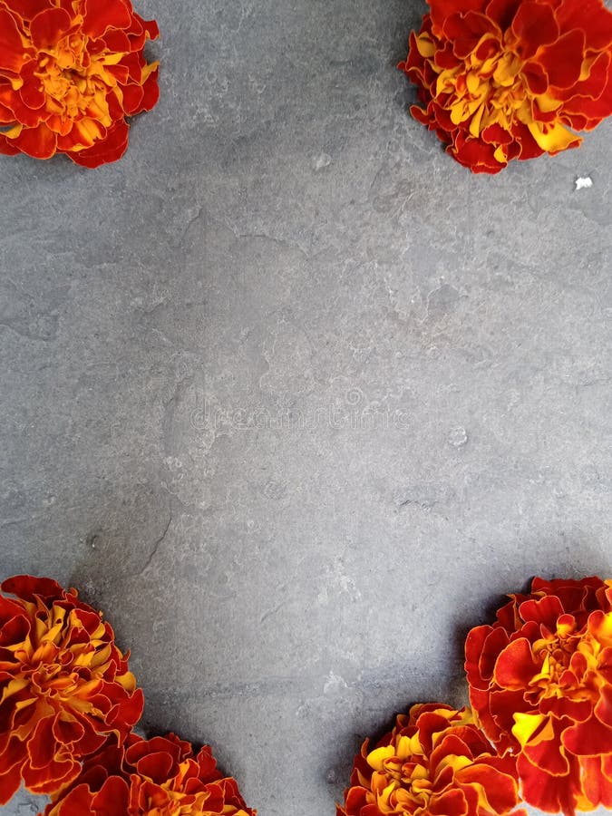 Marigold Flowers on Concrete Floor Background. Backdrop with Copy Space ...