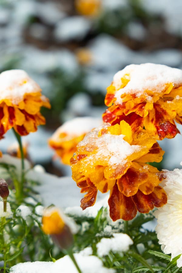 Marigold Flowers are Covered with a Layer of the First Snow Stock Image ...