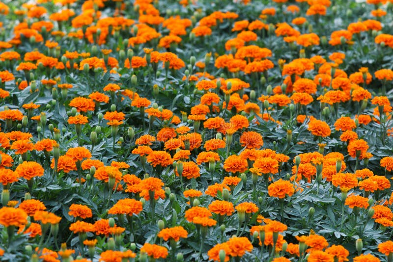 Marigold Flowers in the Farm. Stock Image - Image of head, flora: 81989065