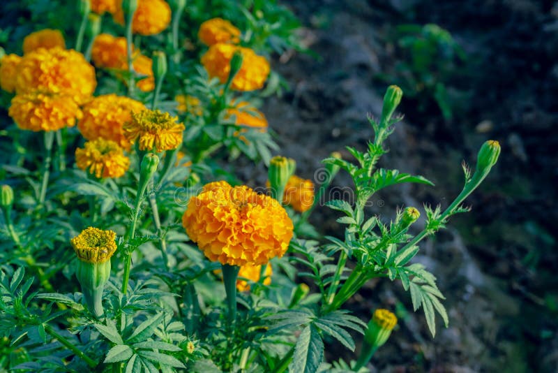 Marigold Flowers in the Full Flowering Area Stock Photo - Image of ...