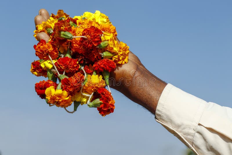 Marigold flowers garland. stock photo. Image of flowers - 170798914