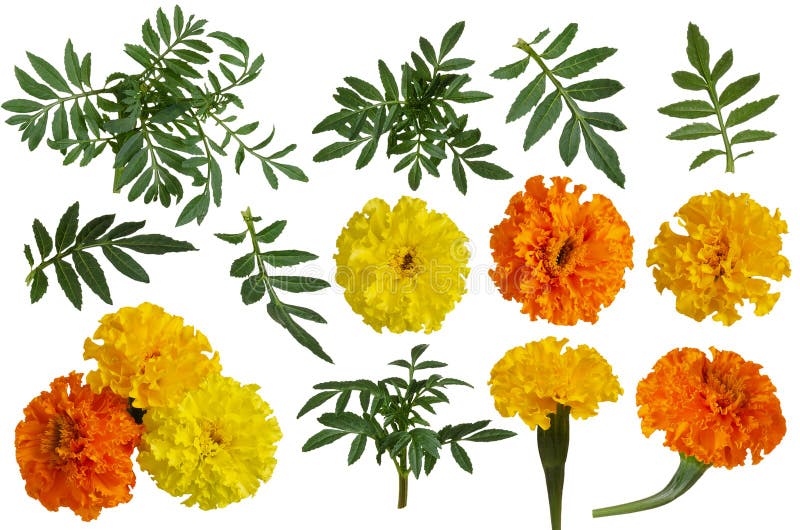 Marigold Flowers and Green Leaf Set Isolated on White Background Stock ...