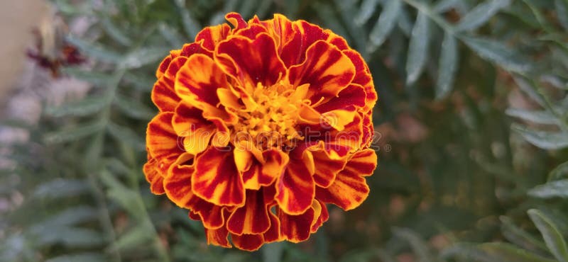 Marigold Flowers with Red and Yellow Color Small Flowers Stock Image ...