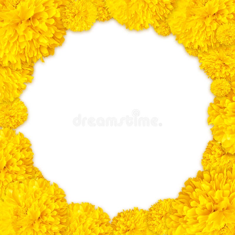 Marigold Flowers Stack As Frame Background Stock Image - Image of ...