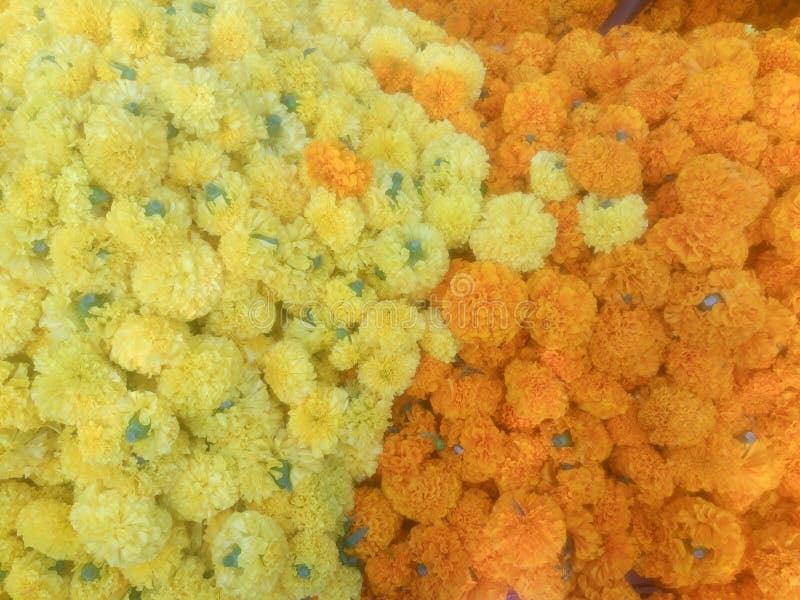 Marigold Flowers for Texture and Background Stock Image - Image of ...