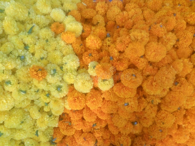 Marigold Flowers for Texture and Background Stock Image - Image of ...
