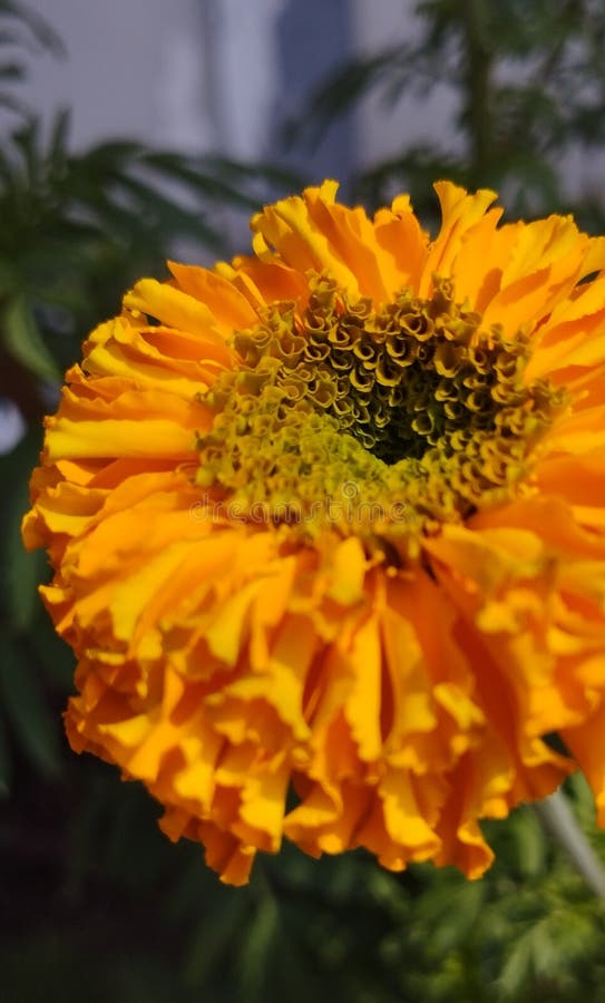 Marigold Flowers with Various Health Benefits Stock Image - Image of ...