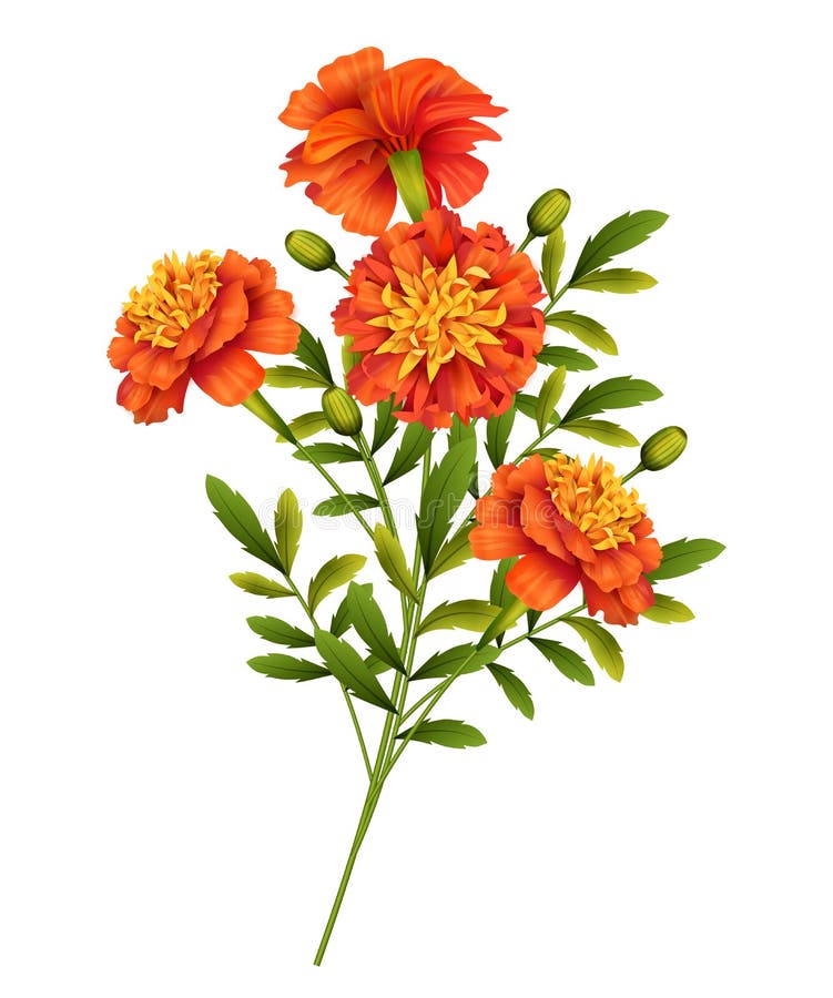 Marigold Flowers Design stock vector. Illustration of white - 198639267