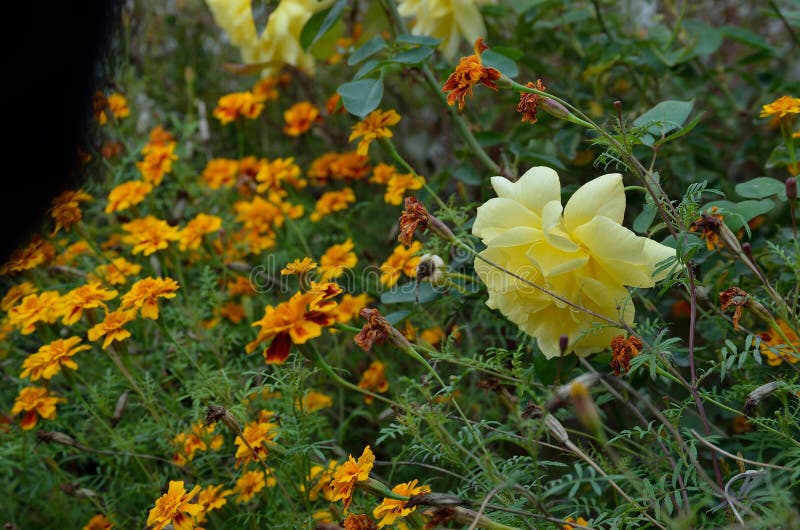 Yellow Rose and Marigold Flowers Stock Image - Image of relax, flower ...
