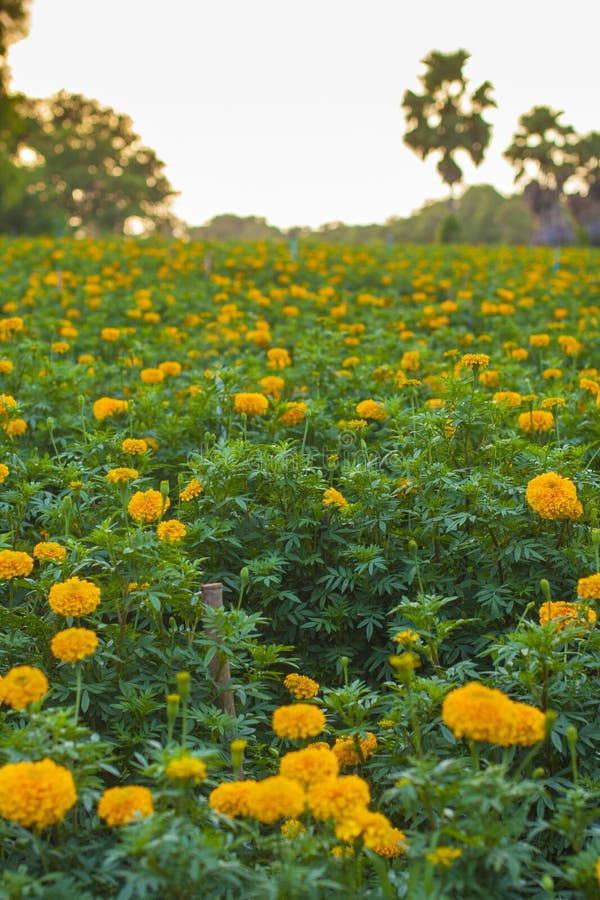 Marigold Garden, Natural, Nature Stock Photo - Image of nature, garden ...