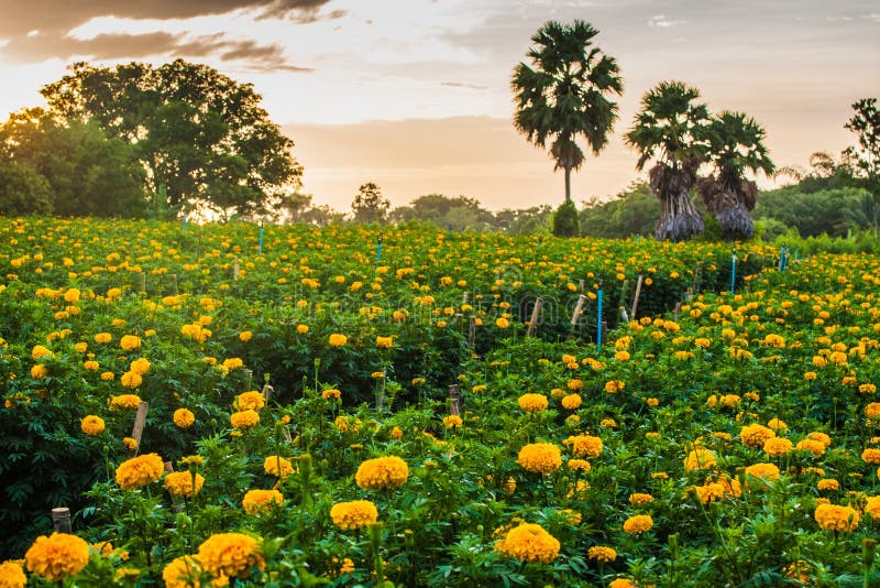 Marigold garden stock photo. Image of flower, bouquet - 29055780
