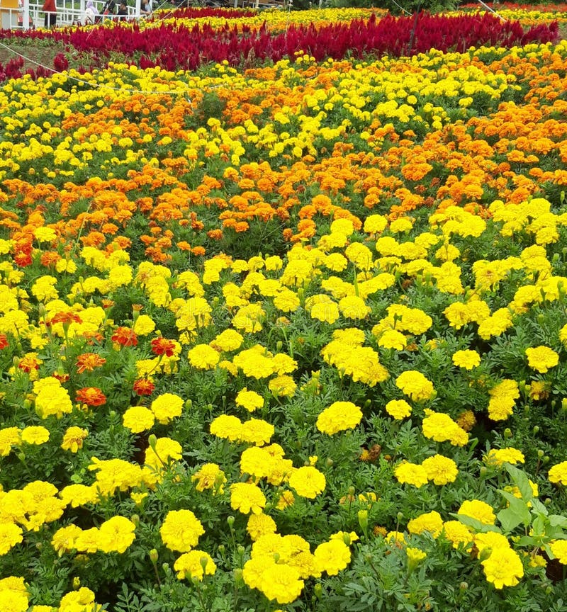 Marigold Garden with All Flower Blooming Stock Photo - Image of ...