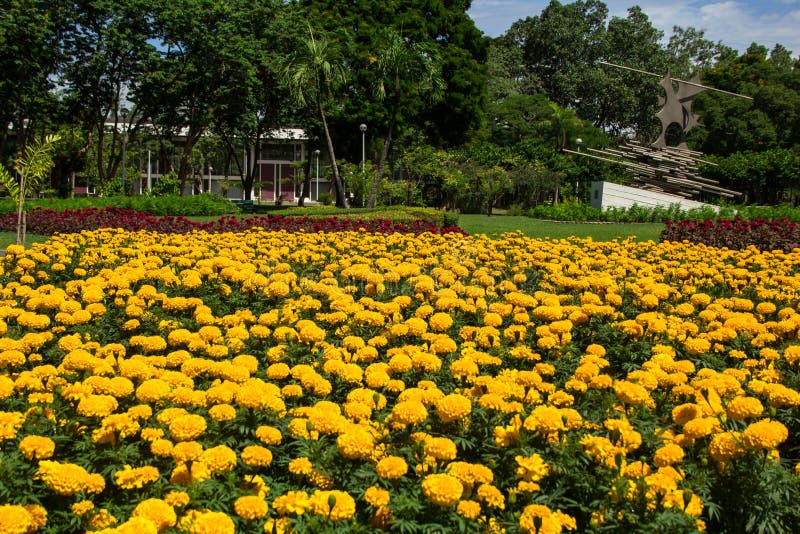 Marigold garden editorial stock image. Image of annual - 156836329