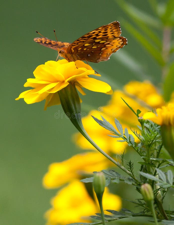 Marigold stock photo. Image of sitting, spangled, yellow - 44148170