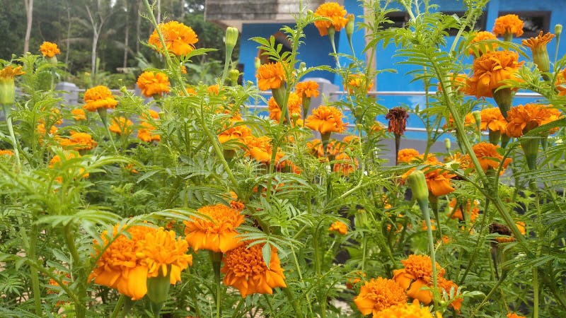This Marigold Grows Wild in the Tropics Stock Image - Image of autumn ...