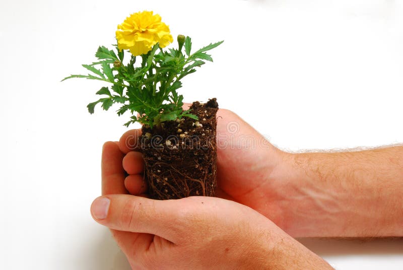 Marigold in Hand stock image. Image of youth, nature, grow - 5242073