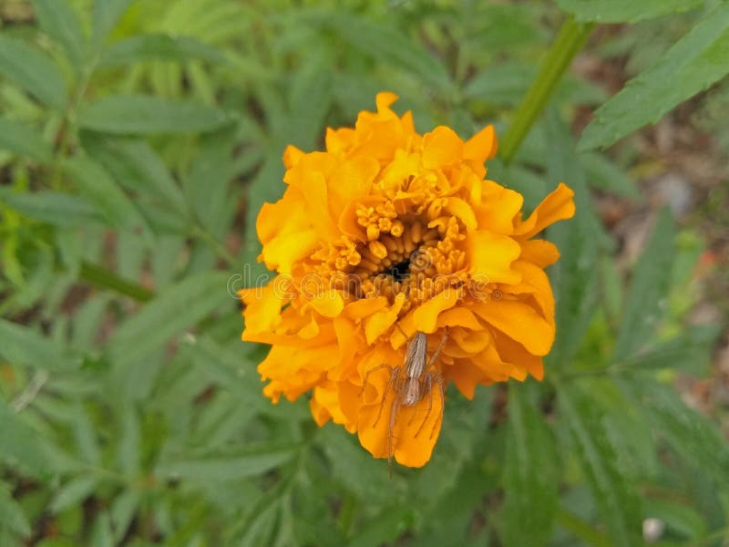 Marigold with insect stock image. Image of insects, marigold - 175246071