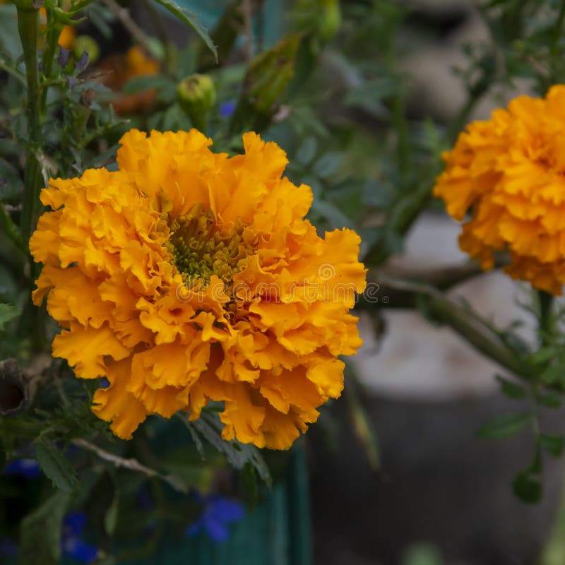 Marigold is a large flower stock photo. Image of flora - 198813620
