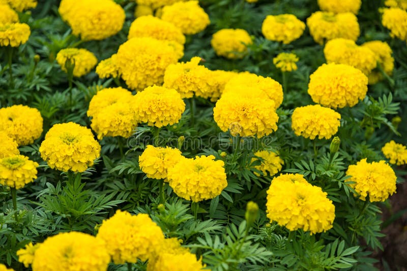 Marigold with Light from the Sun Daylight Stock Photo - Image of ...