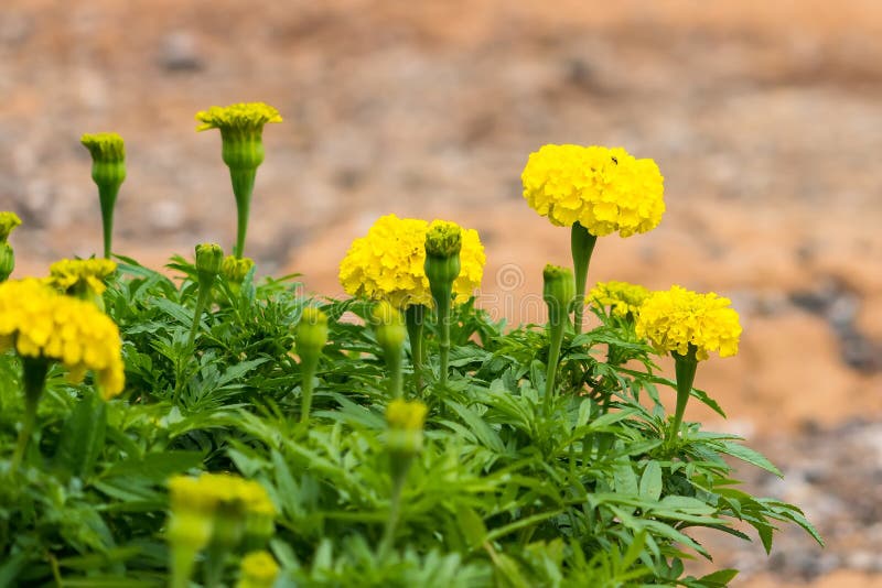 Marigold with Light from the Sun Daylight Stock Photo - Image of botany ...