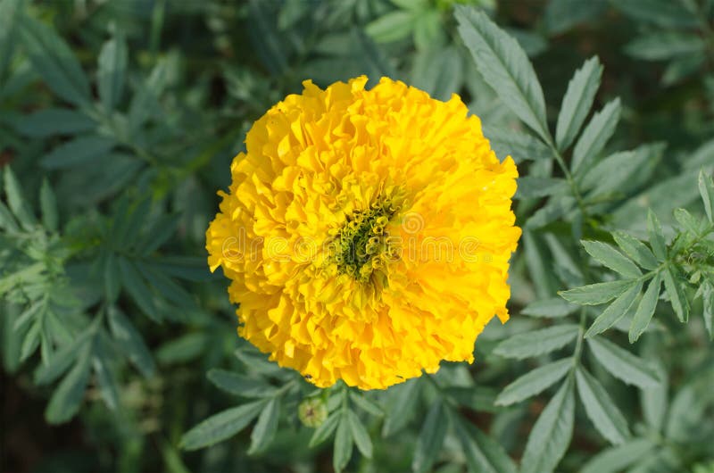 Marigold with Light from the Sun Daylight Stock Image - Image of yellow ...