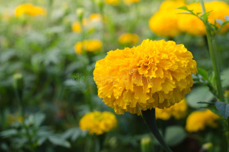 Marigold with Light from the Sun Daylight Stock Photo - Image of plant ...