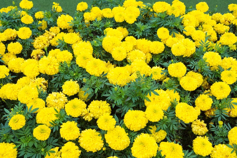 Marigold with Light from the Sun Daylight. Stock Image - Image of bloom ...