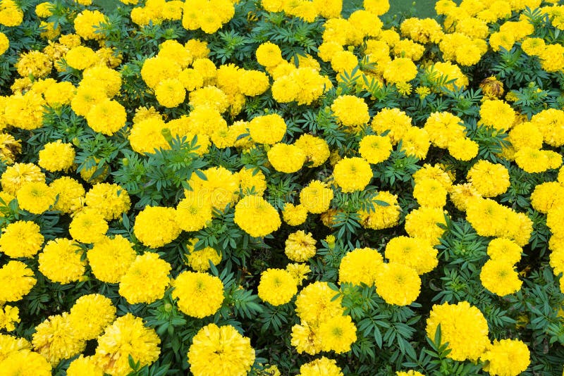 Marigold with Light from the Sun Daylight Stock Image - Image of yellow ...