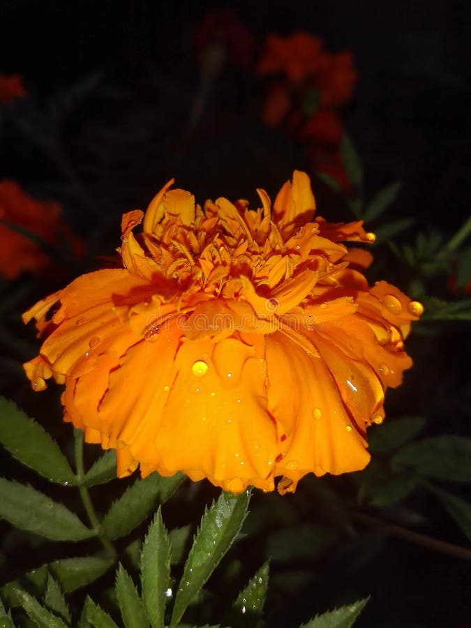 Chendumalli stock photo. Image of chendumalli, flower - 129980716