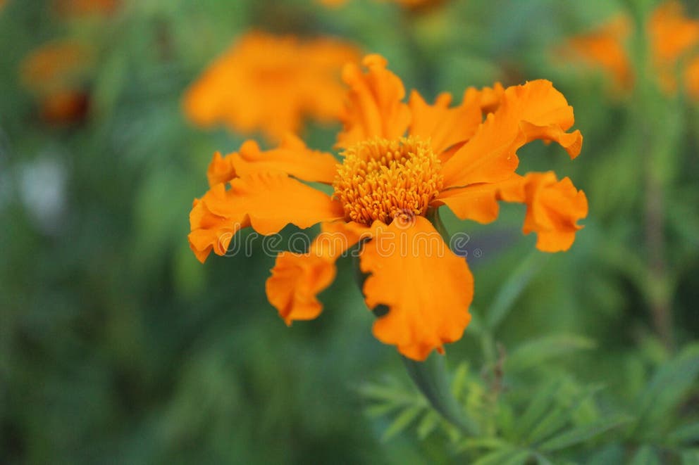 Marigold is an Odorous Plant Stock Photo - Image of marigold, spring ...