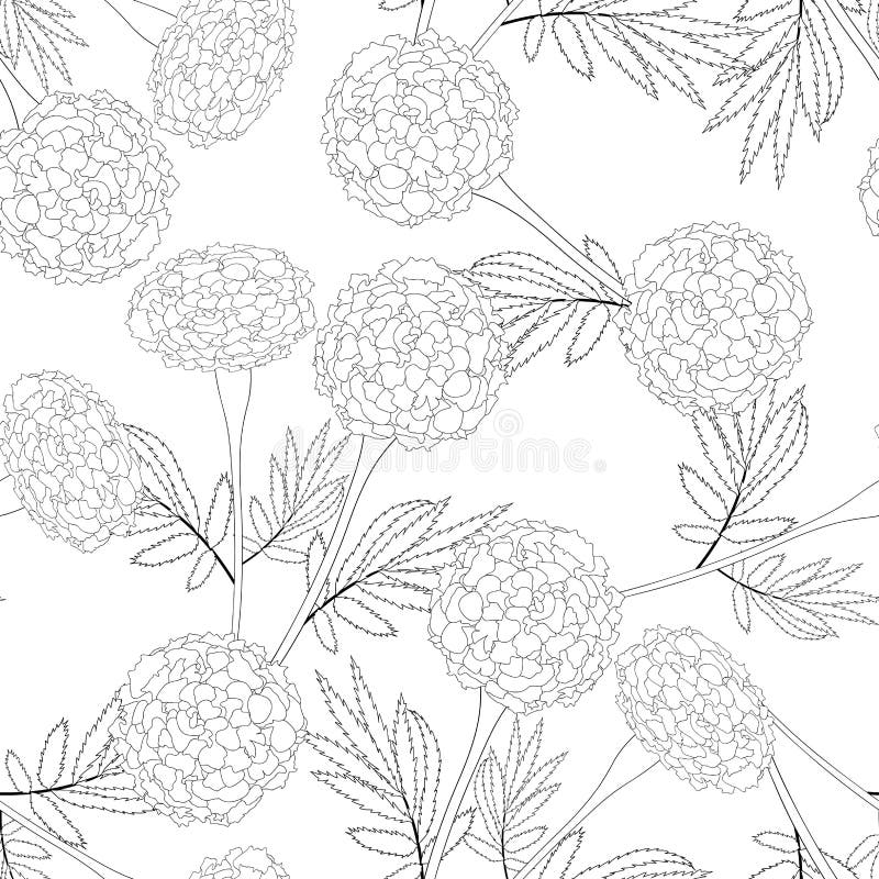 Marigold Outline Stock Illustrations – 1,022 Marigold Outline Stock ...