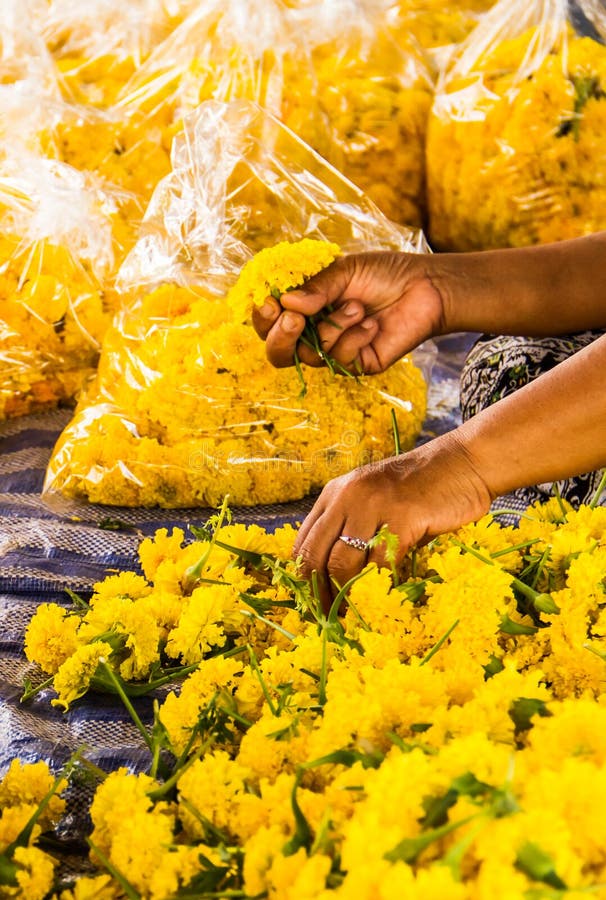 Marigold Pack Stock Photos - Free & Royalty-Free Stock Photos from ...