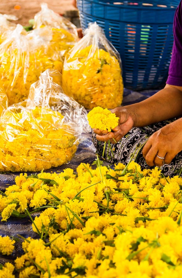 Marigold Pack Stock Photos - Free & Royalty-Free Stock Photos from ...